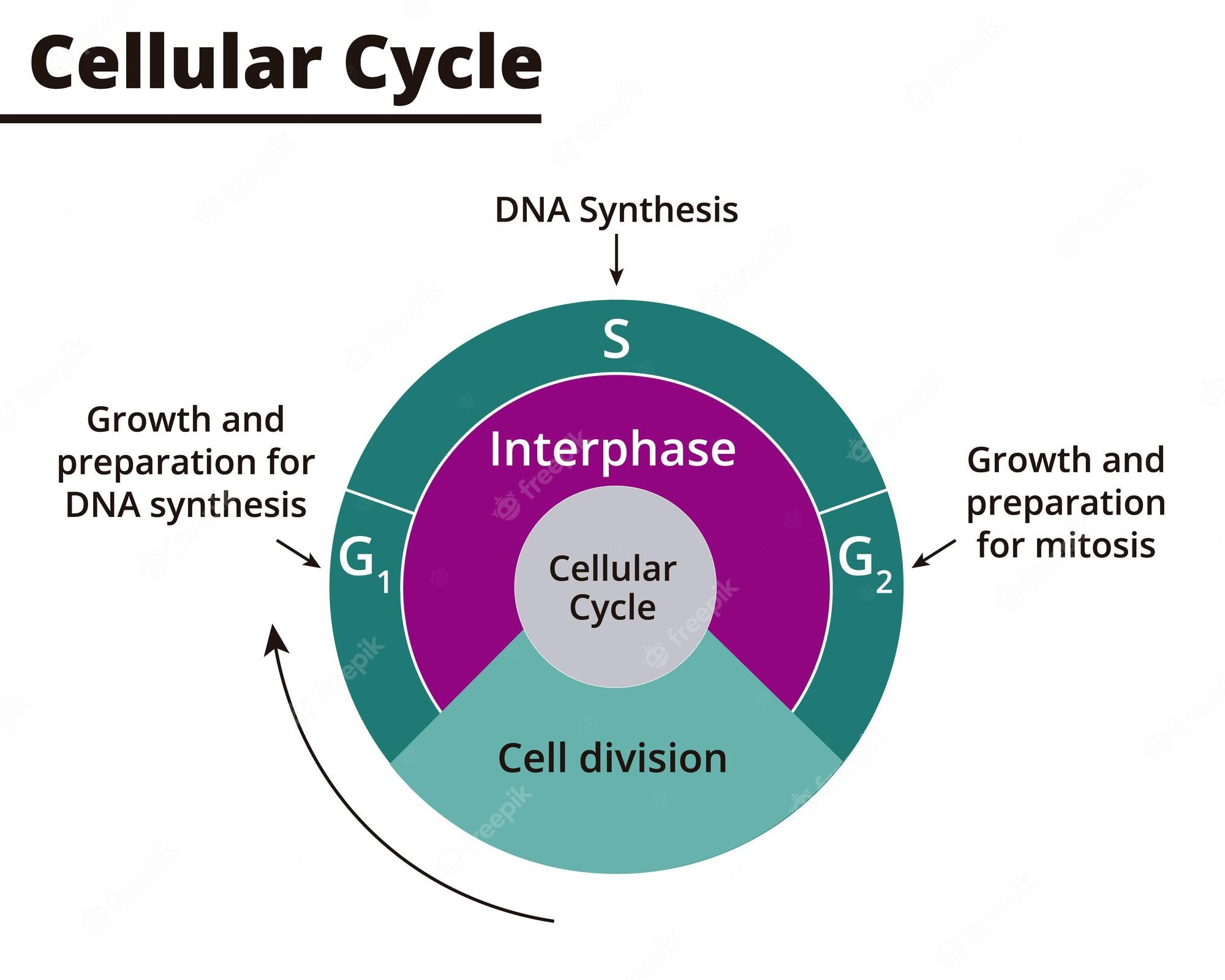 Physiology With Every Option Explained – HMI