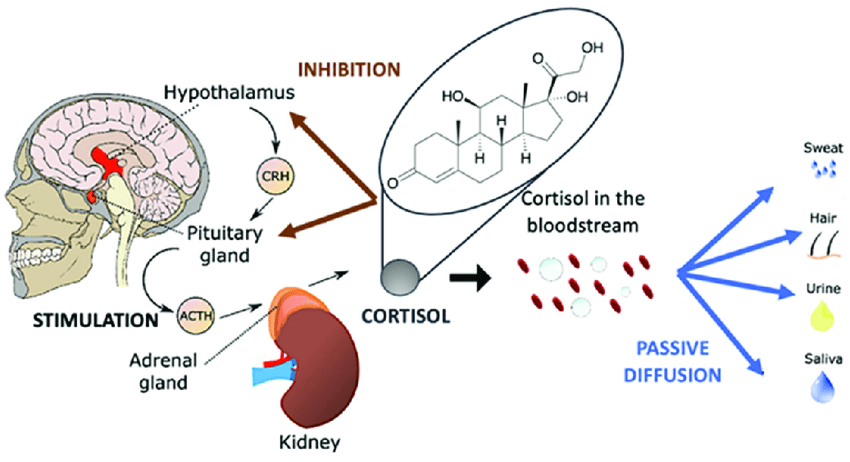 Biochemistry With Every Option Explained - HMI